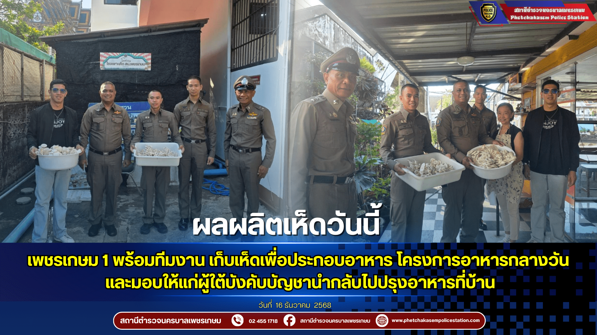 ผลผลิตเห็ดวันนี้ . เพชรเกษม 1 พร้อมทีมงาน เก็บเห็ดเพื่อประกอบอาหาร ...